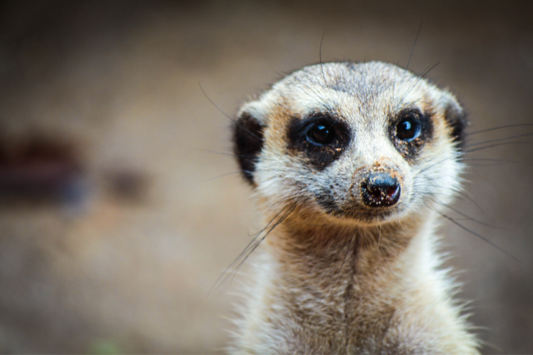 What Animal Is Timon From The Lion King? The Real Species Revealed