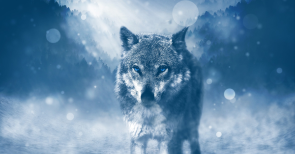 How dangerous are wolves to humans?
