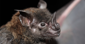 How echolocation works in bats?