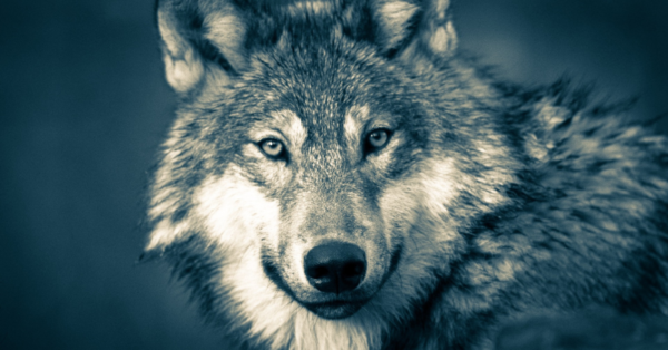 How Long Wolves Live: Understanding the Lifespan of Wolves