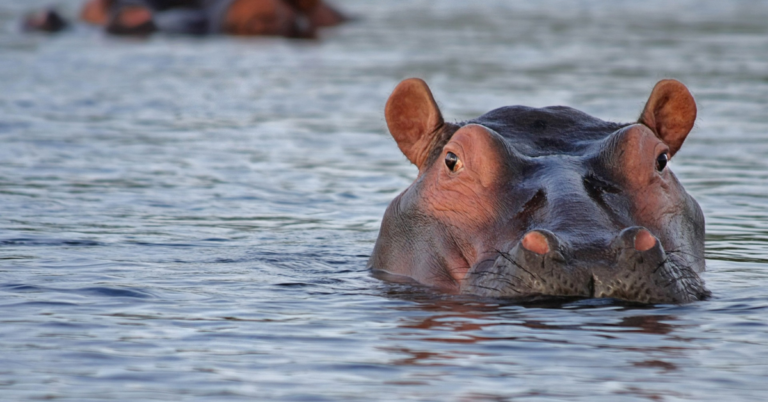 What Color is a Hippo?