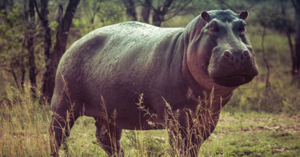 Hippo Speed: How Fast Can They Run?