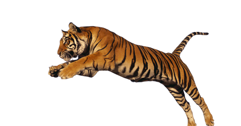 How High Can Tigers Jump? - Simply Ecologist