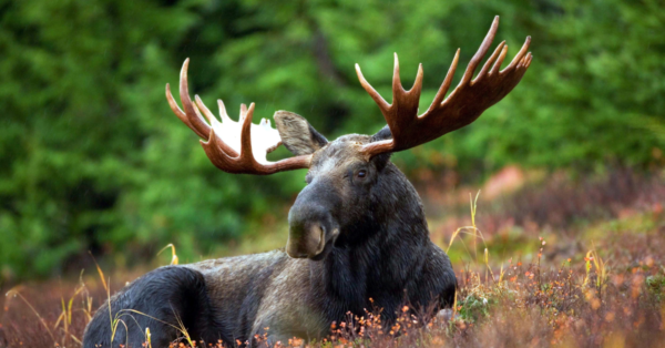 How fast can a moose run?