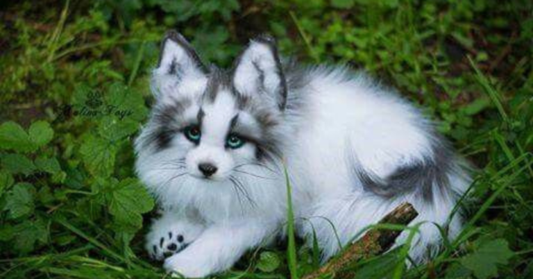 Canadian Marble Fox
