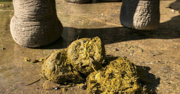 How to identify animal droppings and poo?