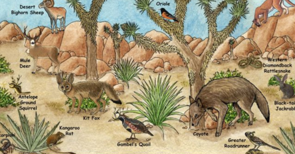 Adaptations of animals and plants in the desert