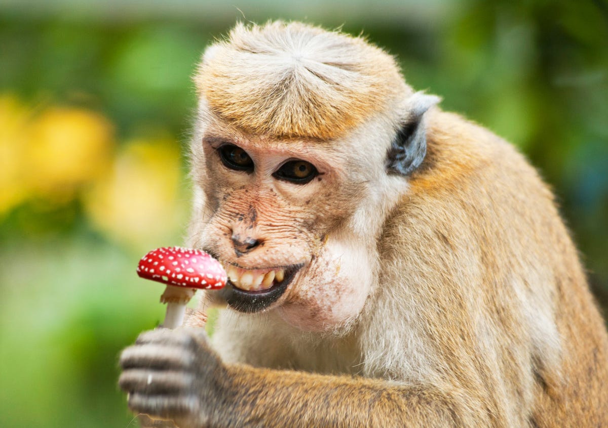 From Forest Floors to Feasts: Animals That Eat Mushrooms