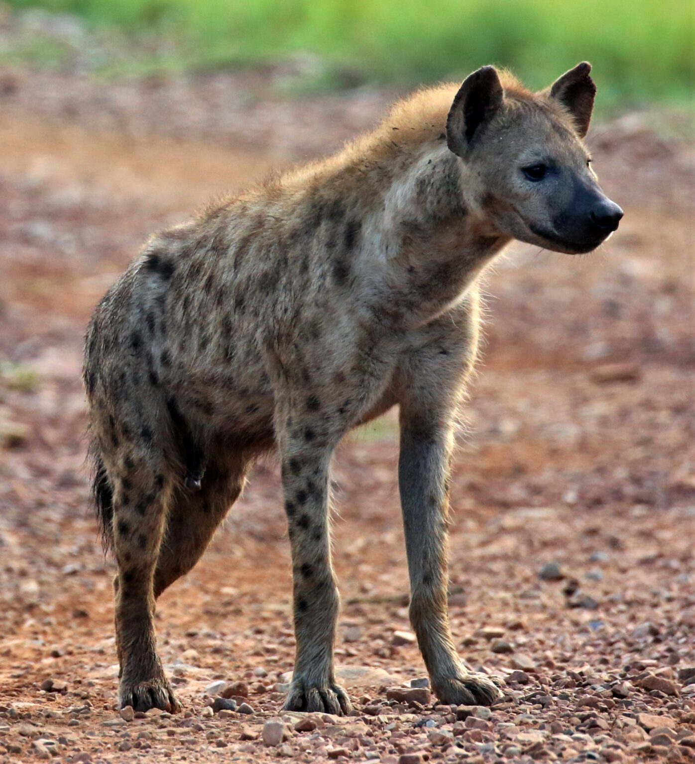 10 Different Animals Like Hyenas (With Pictures)