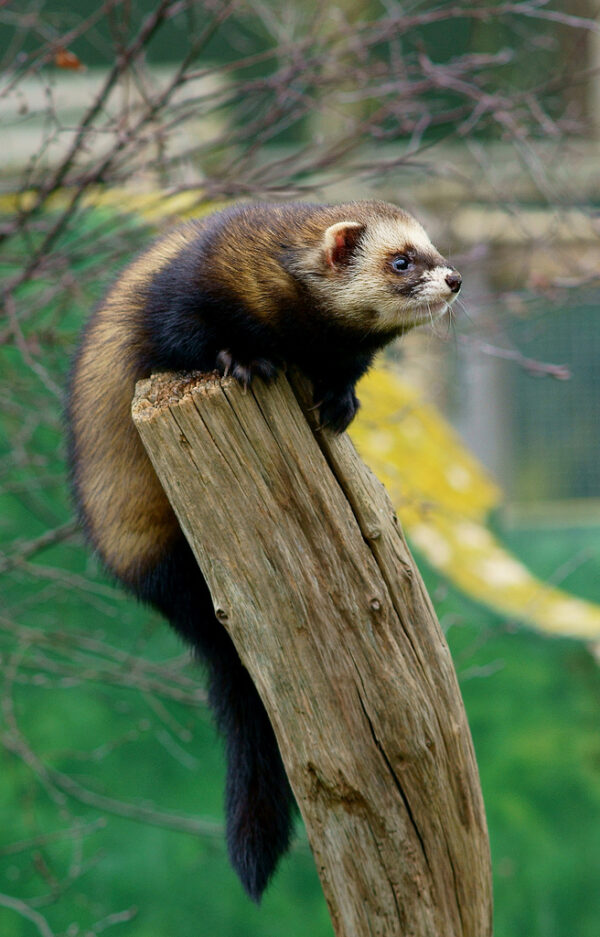 Animals Like Badgers | Animals Similar To Badgers