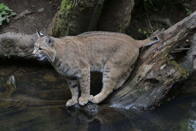 What Do Bobcats Look Like: Appearance and Anatomy Explained