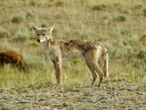 What Colors Are Coyotes? - Coyote Colors (with Pictures)