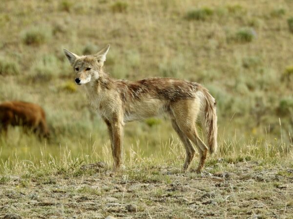 What Colors Are Coyotes? - Coyote Colors (with Pictures)
