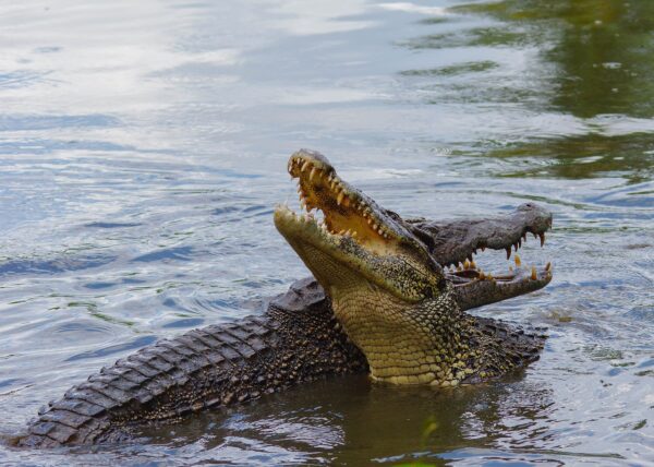 How Fast Can A Crocodile Swim?