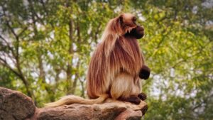 How‌ ‌Strong‌ ‌Are‌ ‌Baboons?‌ ‌[Baboon‌ ‌Strength‌ ‌Facts‌ ‌&‌ ‌Guide]‌