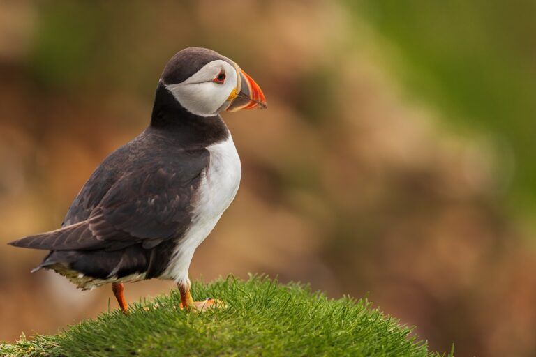 Most Clumsy Animals In The World