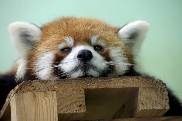 Most Clumsy Animals In The World