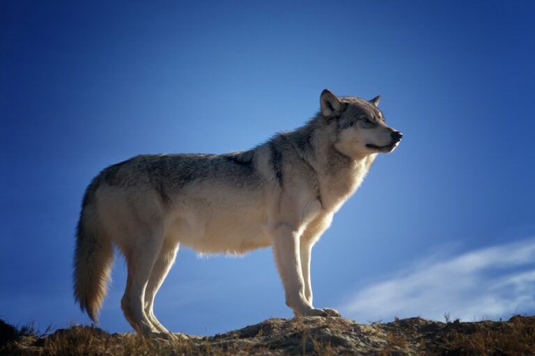 Can Wolves Purr? No - But Here's What They Do Instead