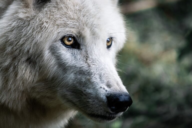 Wolf Eye Colors: What Color Are Wolf Eyes