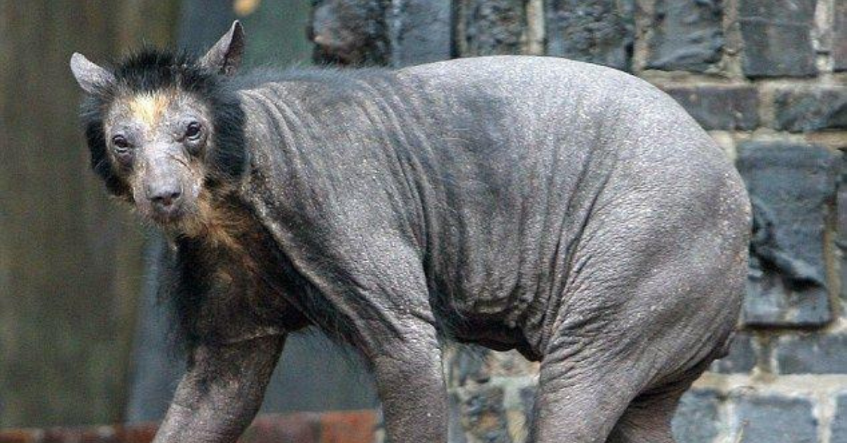 Here Is What a Shaved Polar Bear Looks Like