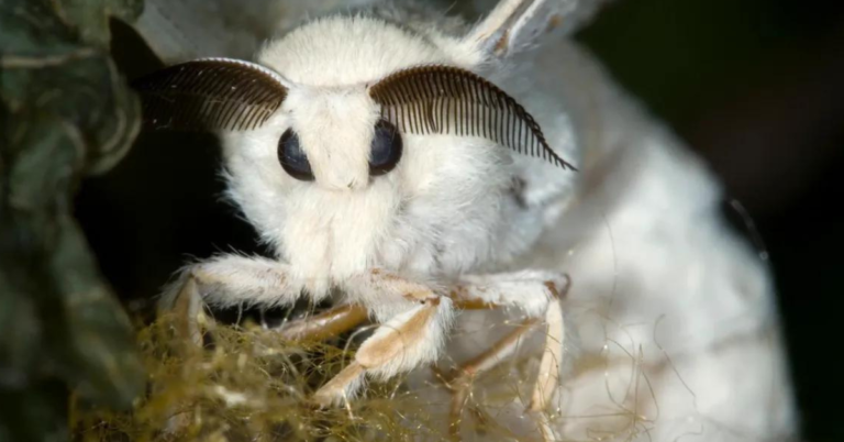 Venezuelan Poodle Moth Facts