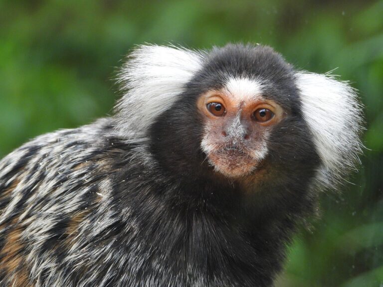 Smallest Monkeys In The World