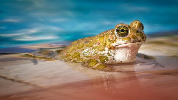 Top 10 Animals With the Lowest IQ