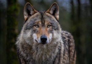 Wolf Pack Ranks, Roles & Order - Wolves