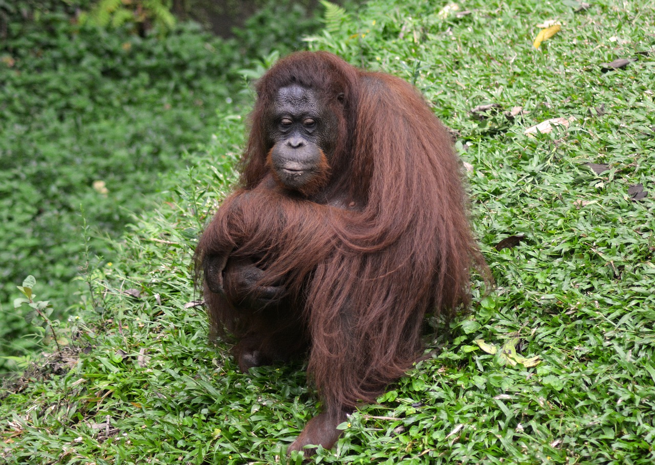 The Top 10 Hairiest Animals