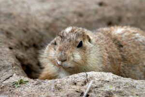 Meet the Most Energetic Animals in the Animal Kingdom