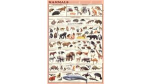 10 Engaging Wildlife Educational Posters to Inspire Young Minds