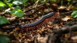 Giant Centipede Habitat