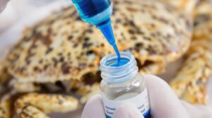 Everything About Horseshoe Crab Blood