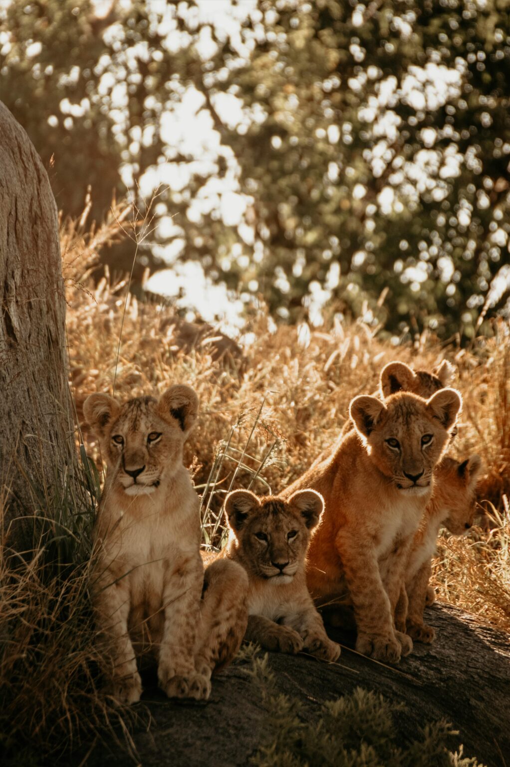 Volunteer With Lions in South Africa: 4 Easy-To-Join Conservation Projects