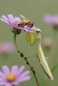 Trophic Levels in Ecology - Simply Ecologist