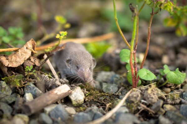 Most Energetic Animals in the World – Top Active Species