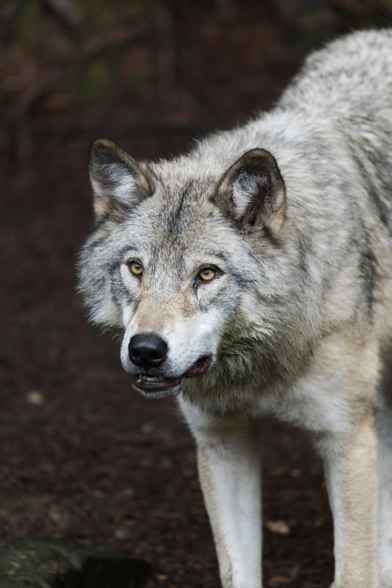 Wolf Eye Colors: Why Wolves Have Yellow, Amber and Blue Eyes